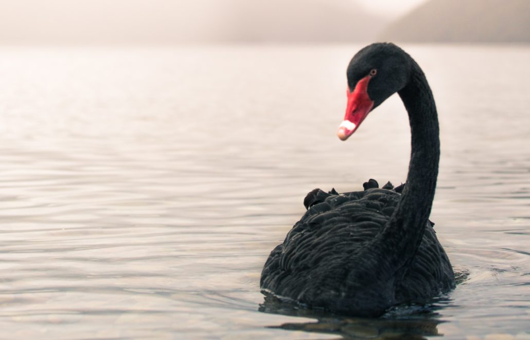 Kan man förbereda sig för en ”svart svan”? - Formue